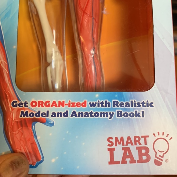 Smart Lab | Toys | Smart Lab Squishy Human Body With Removable Body ...